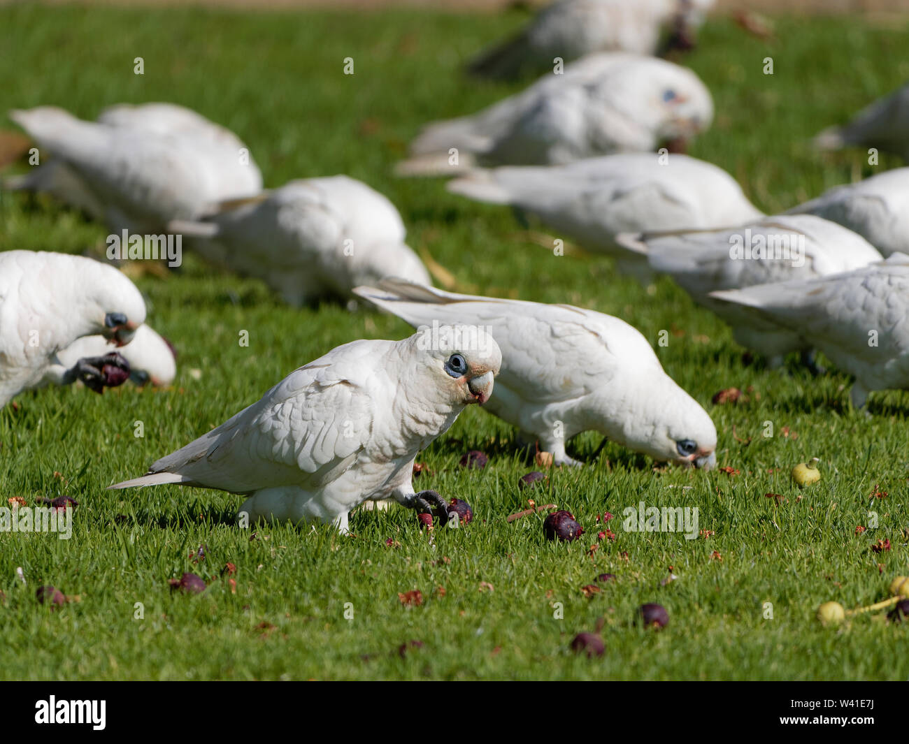 Corella Western Australia Stock Photo - Alamy