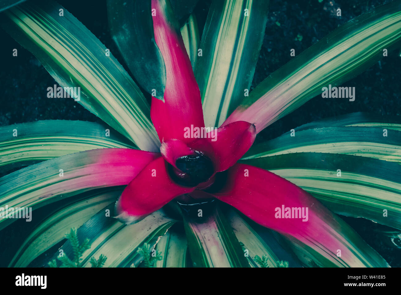 Flower on foliage nature background Stock Photo - Alamy