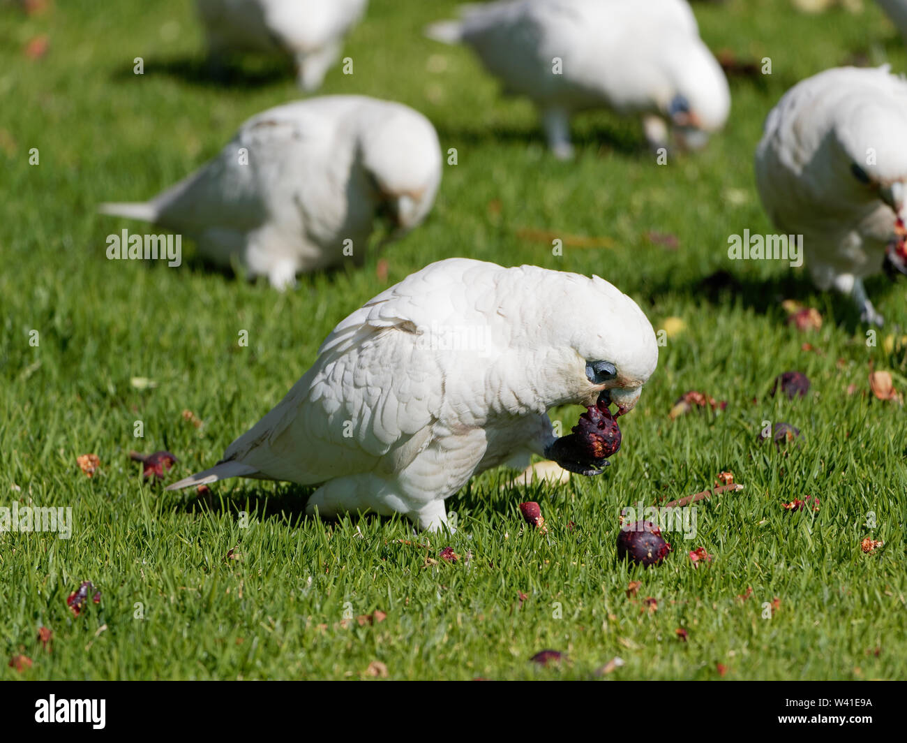 Corella Western Australia Stock Photo - Alamy