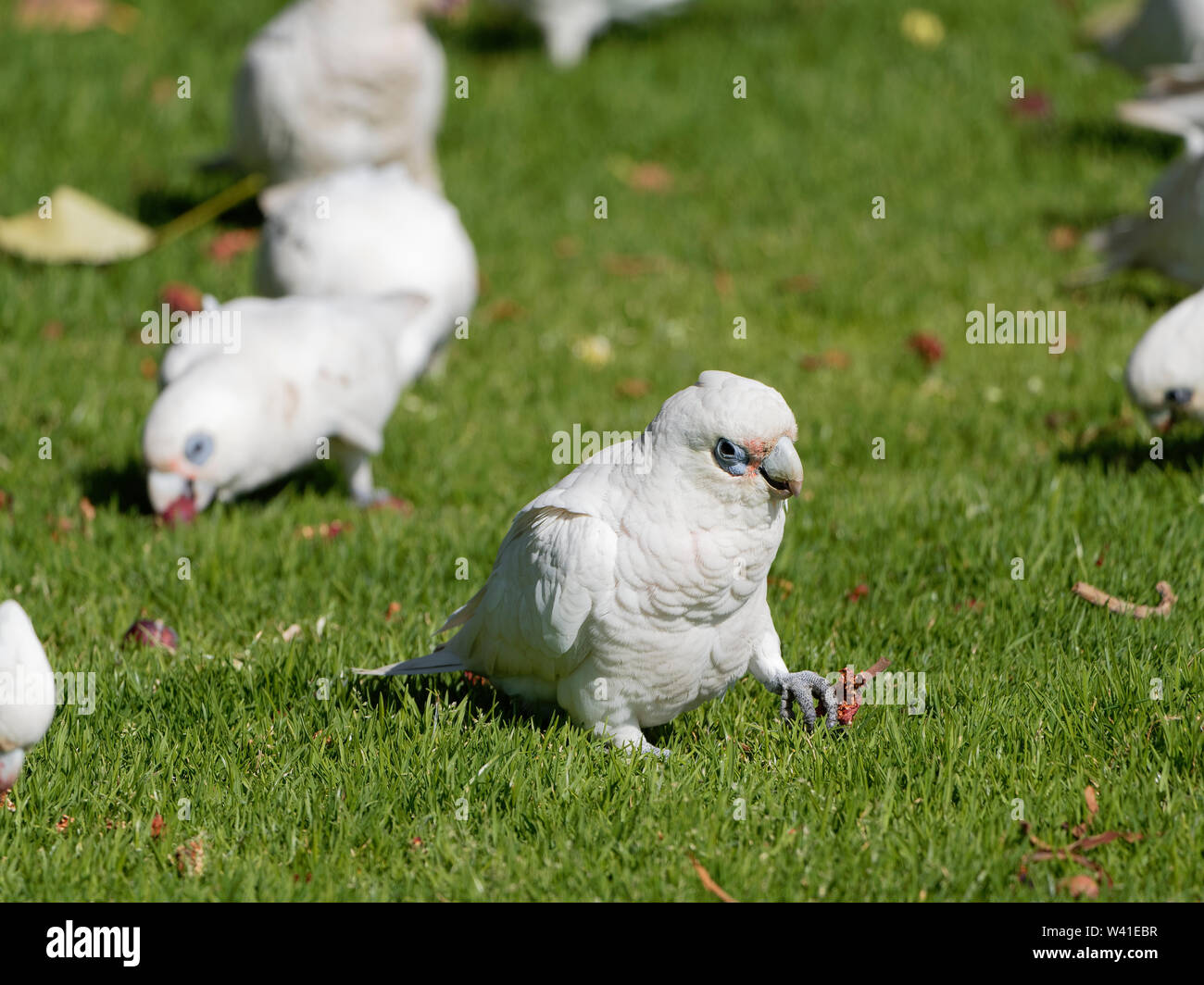 Corella Western Australia Stock Photo - Alamy