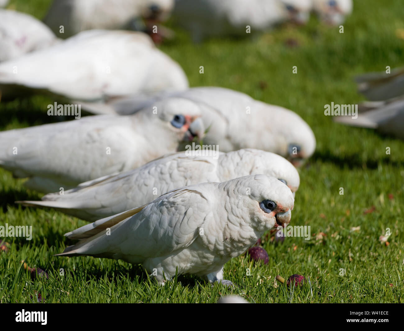 Corella Western Australia Stock Photo - Alamy