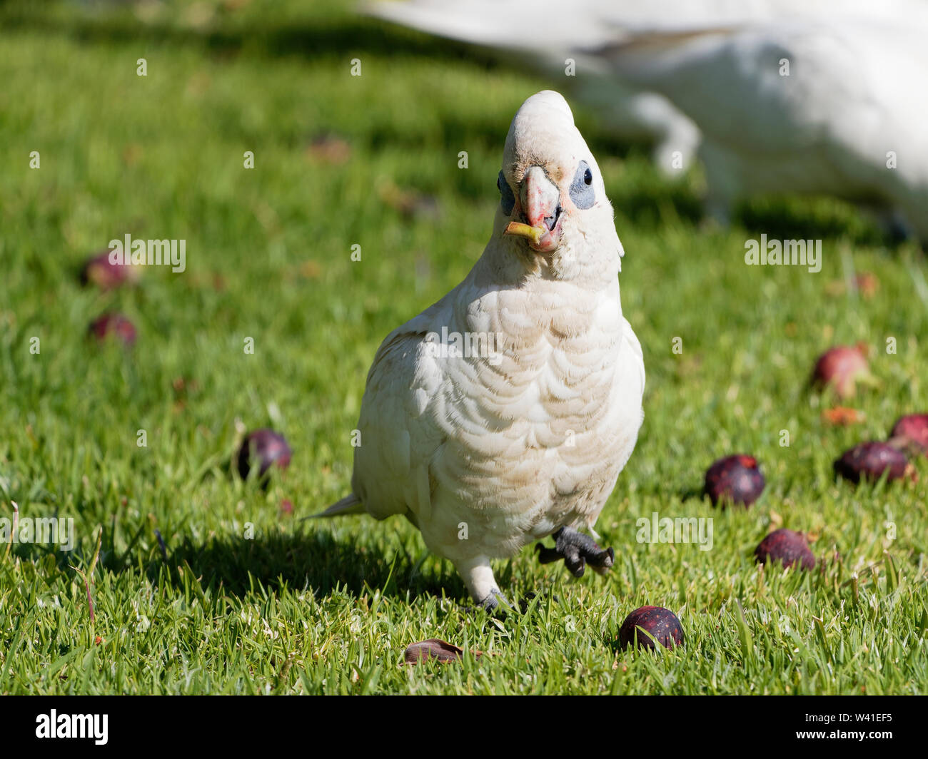 Corella Western Australia Stock Photo - Alamy