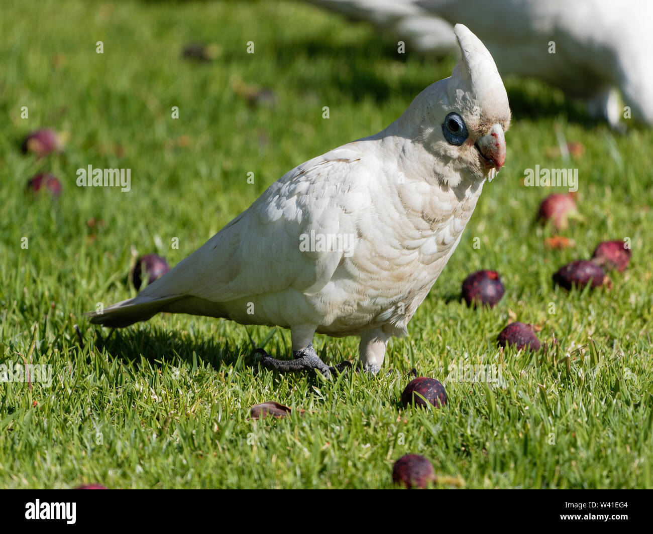 Corella Western Australia Stock Photo - Alamy