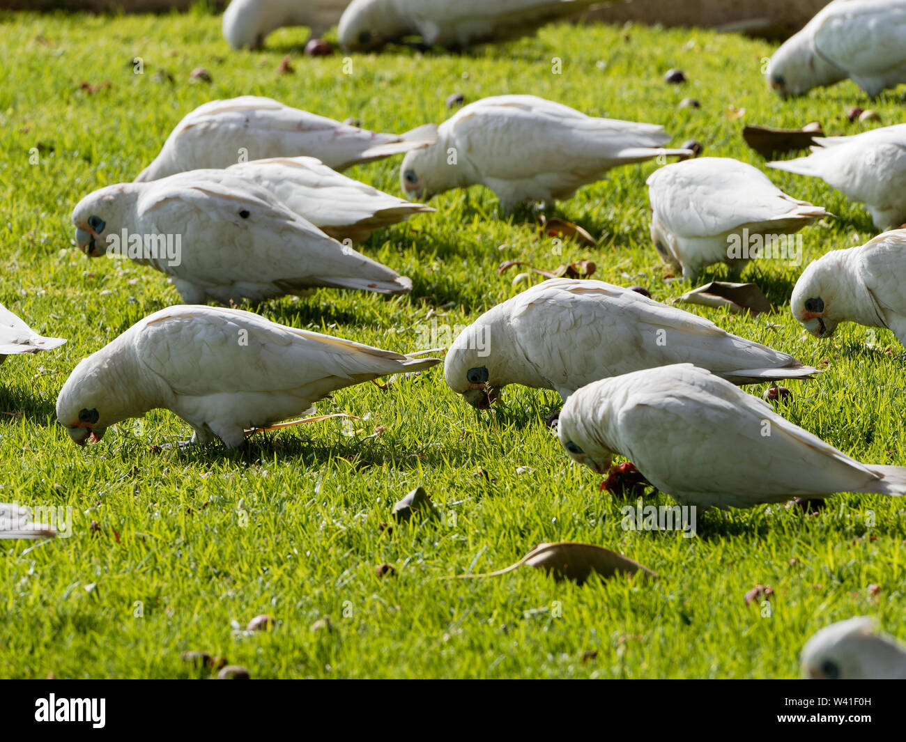 Corella Western Australia Stock Photo - Alamy