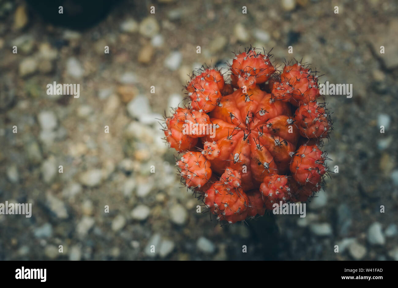 Succulent Plants, Nature Background or Texture Stock Photo - Alamy