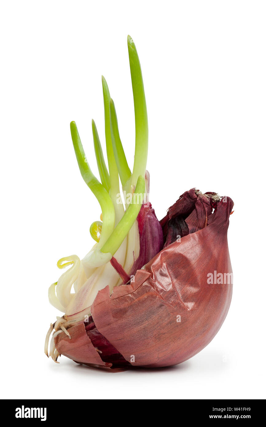 Sprouting red onion on white background Stock Photo - Alamy