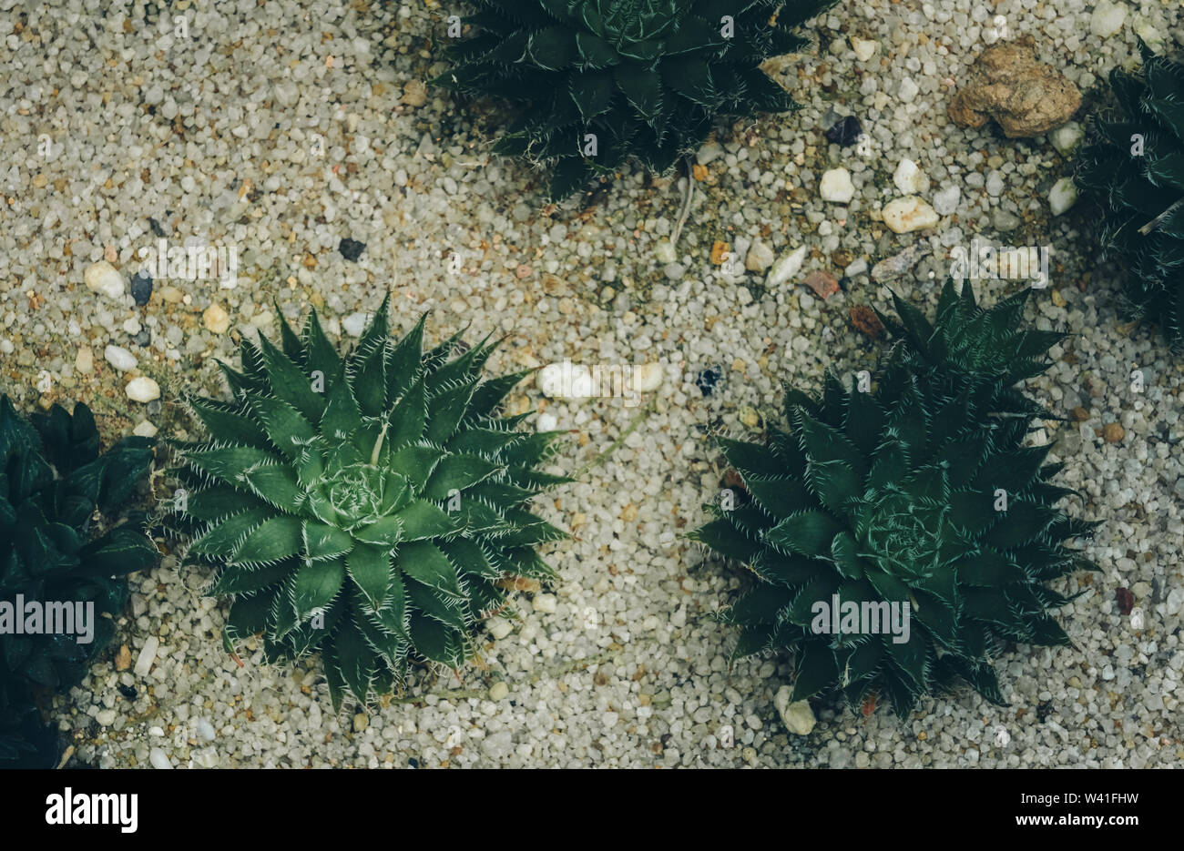 Succulent Plants, Nature Background or Texture Stock Photo - Alamy