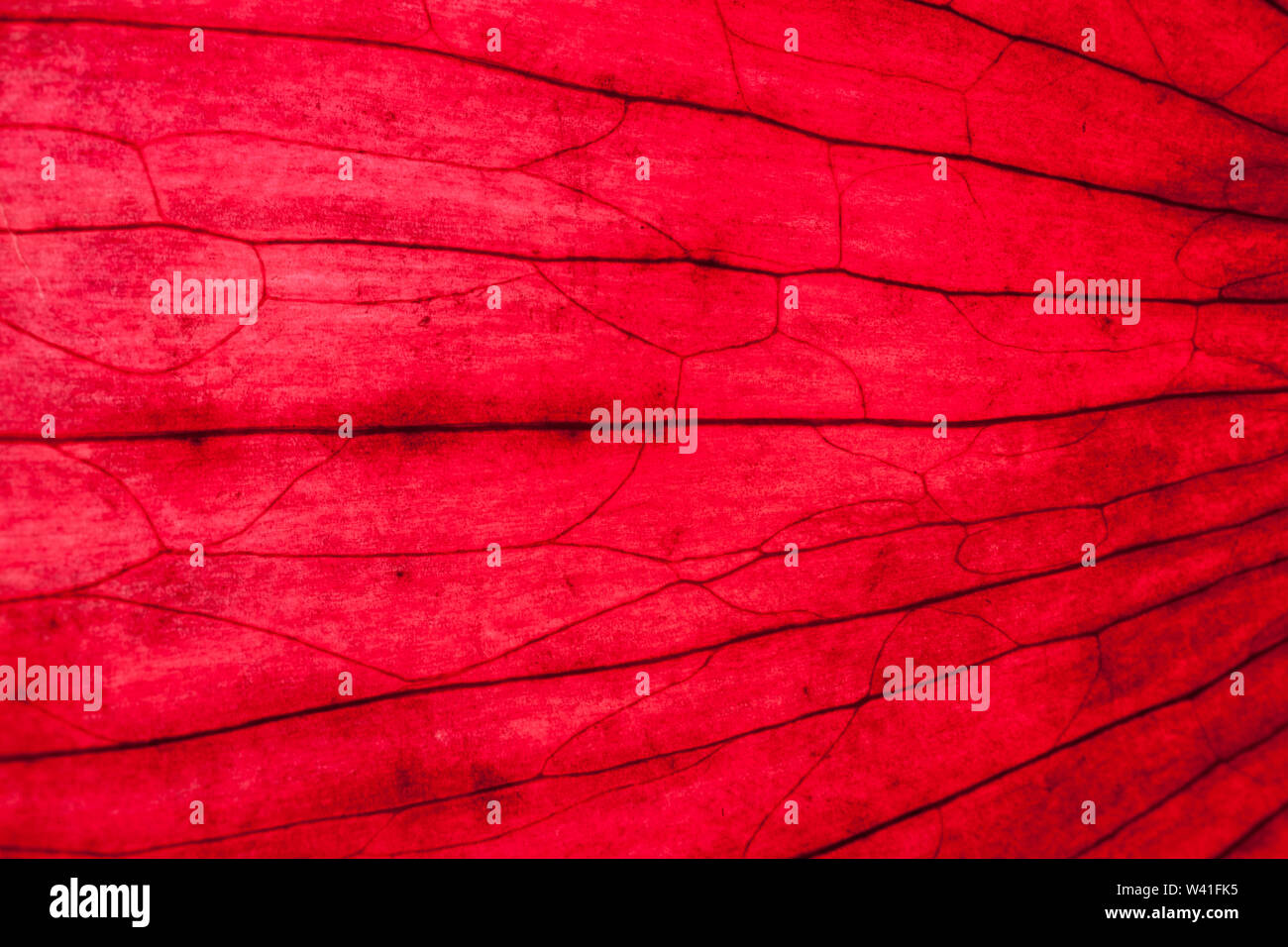 Super close-up red onion peel. Background Stock Photo - Alamy