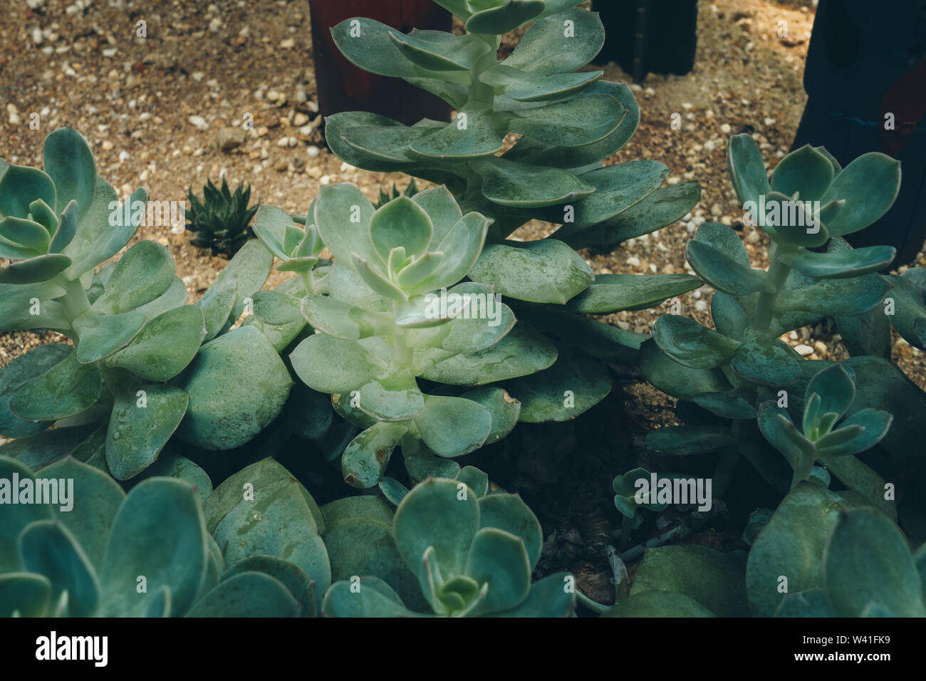 Succulent Plants, Nature Background or Texture Stock Photo - Alamy