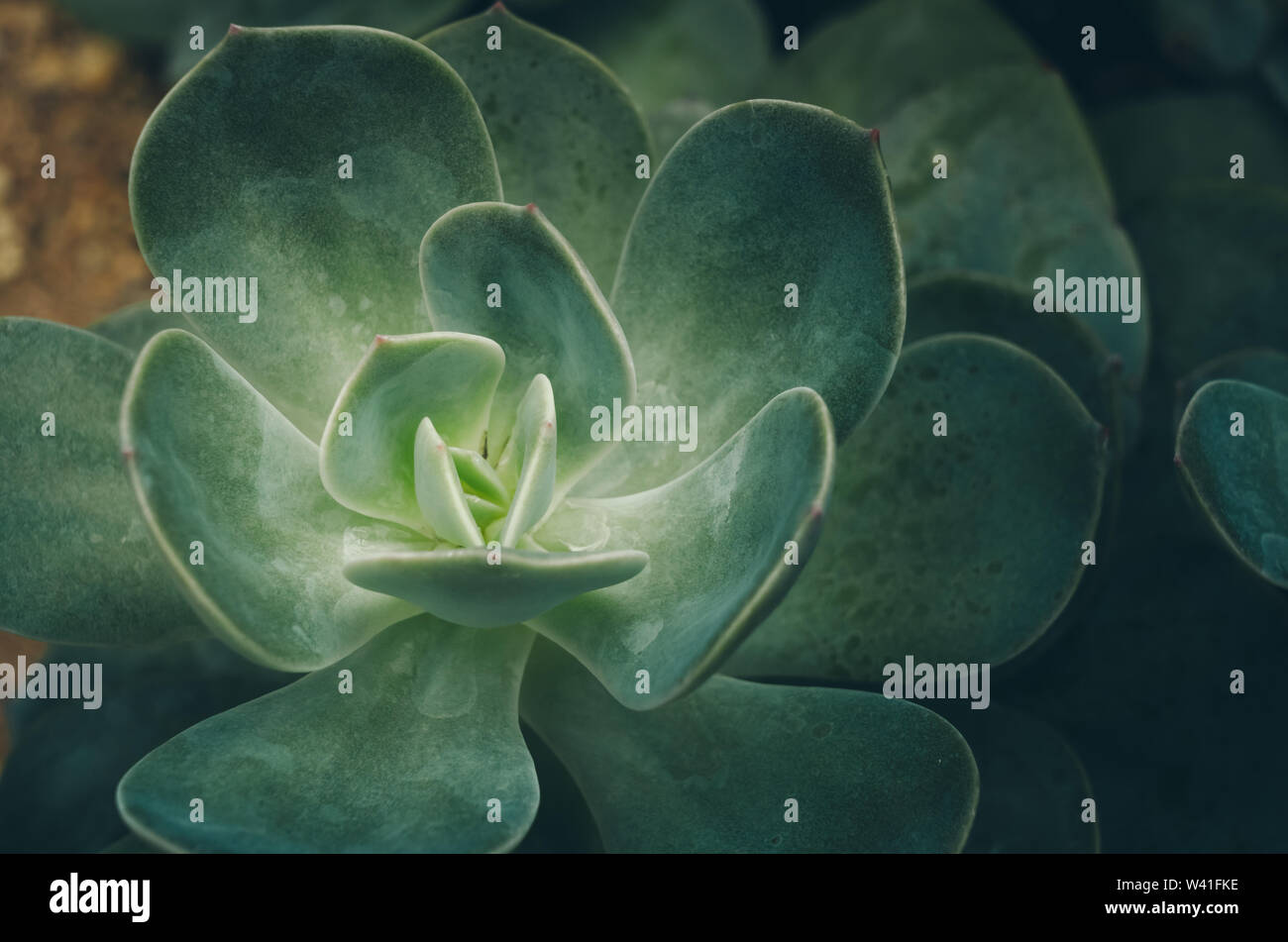 Succulent Plants, Nature Background or Texture Stock Photo - Alamy
