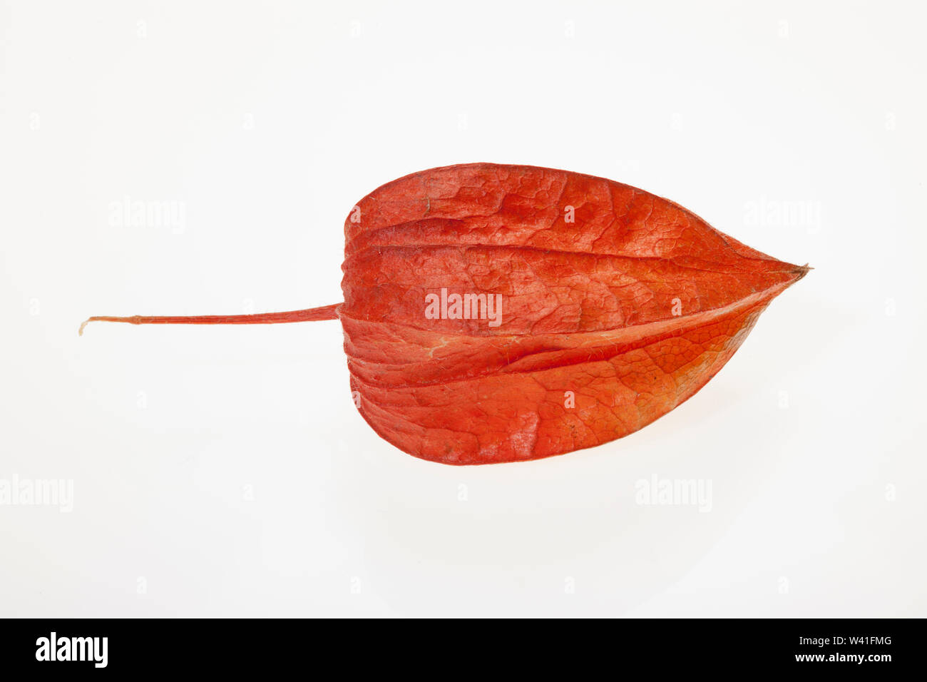 Inca berry isolated in white background.Phisalis Stock Photo - Alamy