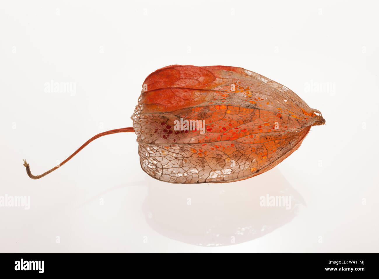 Inca berry isolated in white background.Phisalis Stock Photo - Alamy