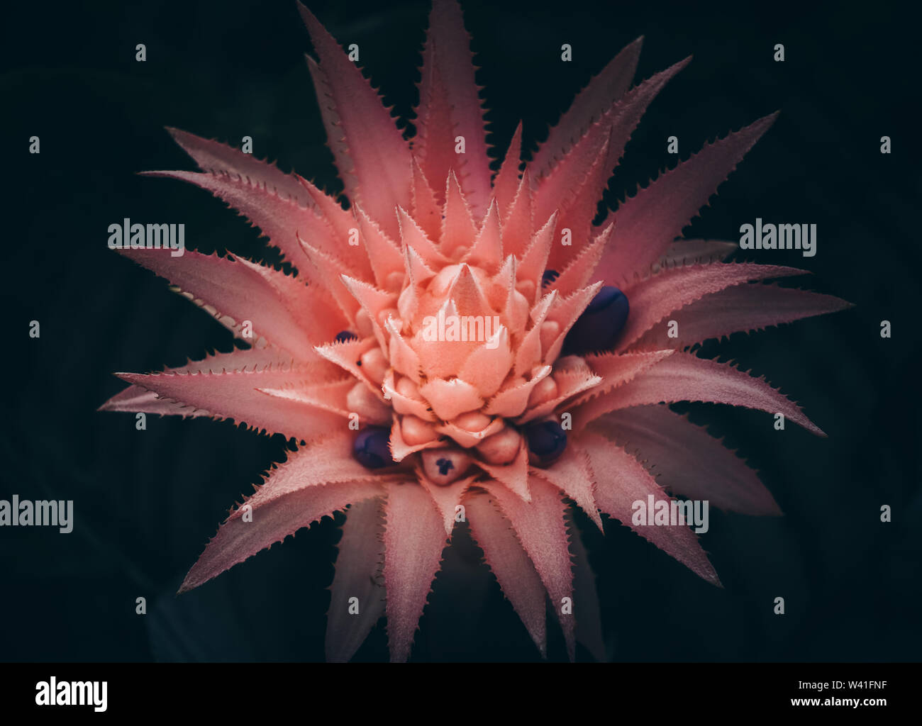 Succulent Plants, Nature Background or Texture Stock Photo - Alamy