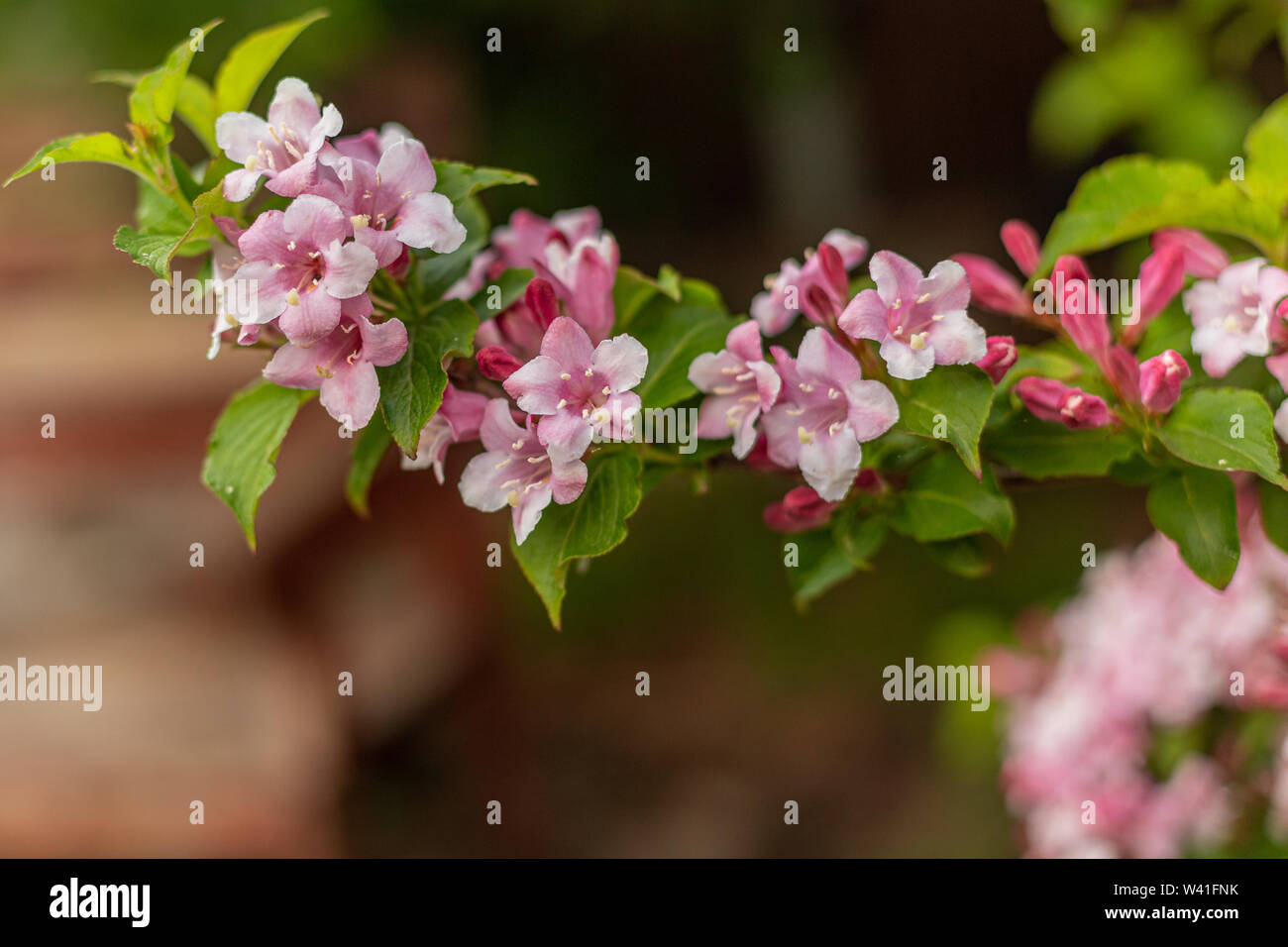 Spring flowers in polish gardens hi-res stock photography and images ...