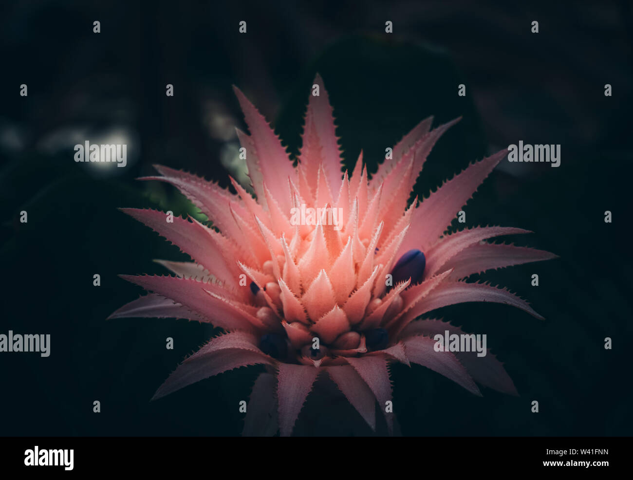 Succulent Plants, Nature Background or Texture Stock Photo - Alamy