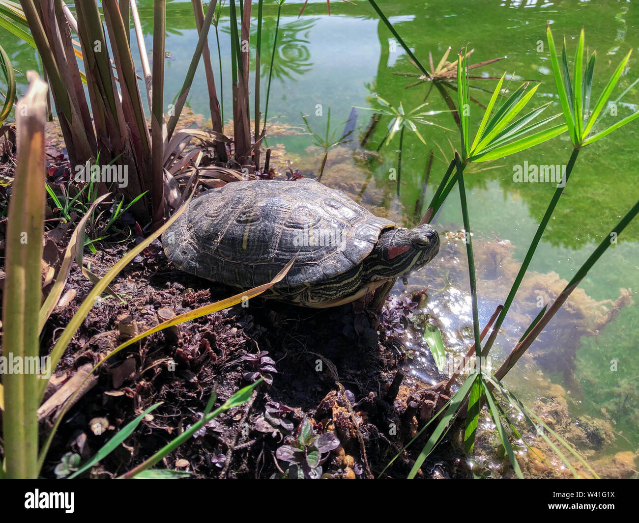 The turtle in its usual habitat is heated on a beautiful sunny day by ...