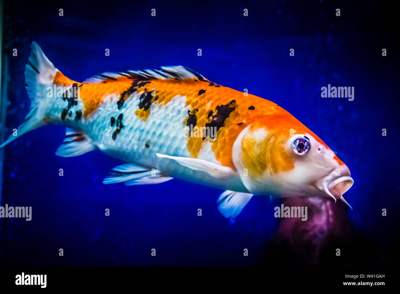 Koi fish in fish tank hi-res stock photography and images - Alamy