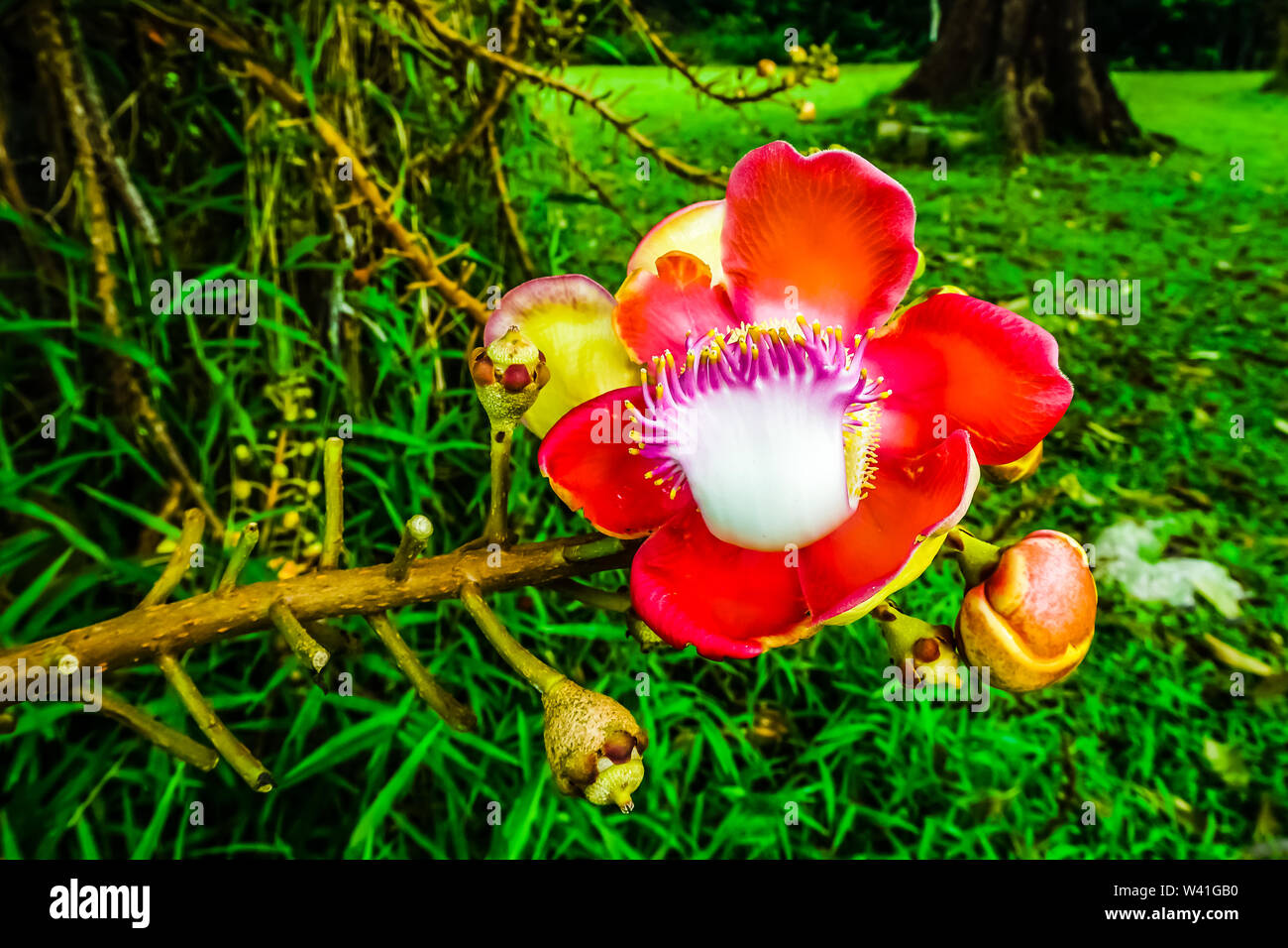 Flower of Cannonball Tree. It is a most beautiful and remarkable tree ...