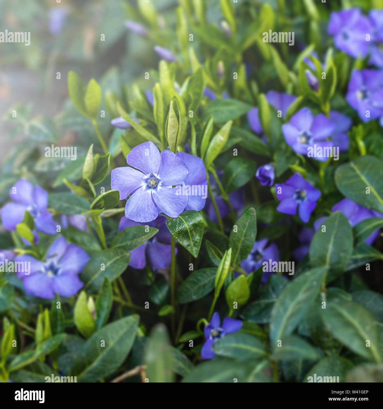 Periwinkle plant with flowers. Blue spring flowers. April in Poland ...