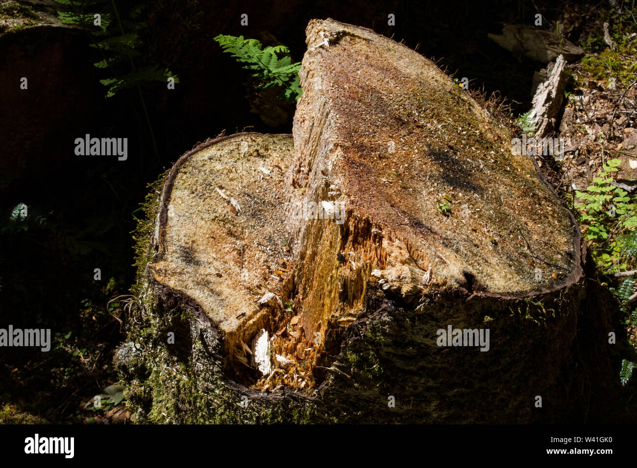 Clearing timber removal in hi-res stock photography and images - Alamy
