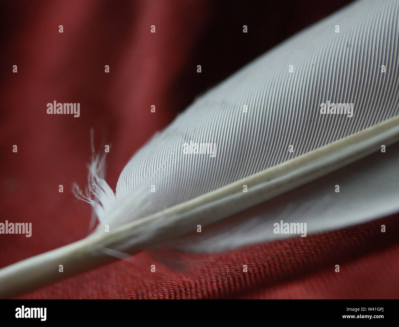 Quill training hi-res stock photography and images - Alamy