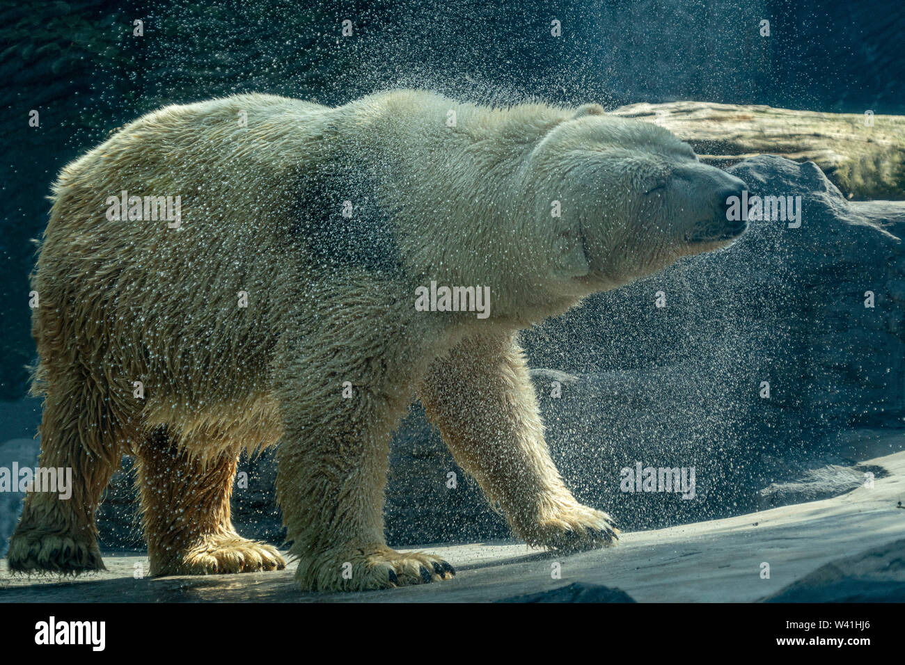 Cartoon stretching bear hi-res stock photography and images - Alamy
