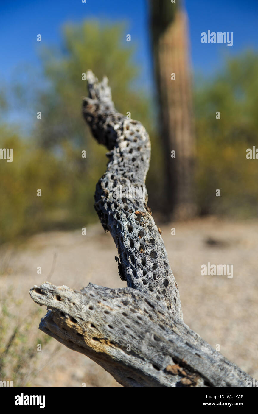 Dead cactus, Cylindropuntia ( cholla ) laying on the desert ground ...