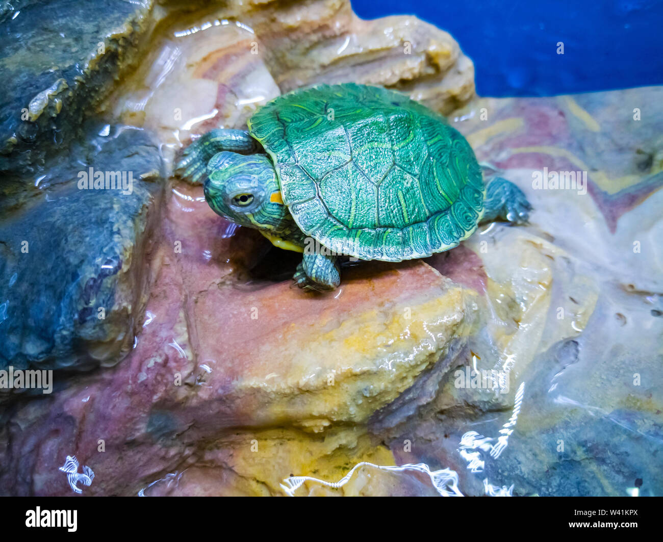 Turtle near green river hi-res stock photography and images - Alamy