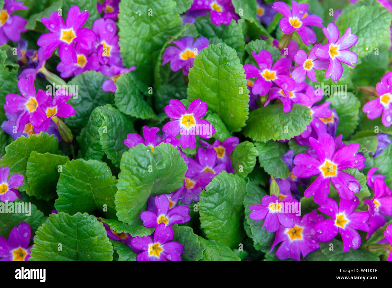 Primrose flower bud water hi-res stock photography and images - Alamy