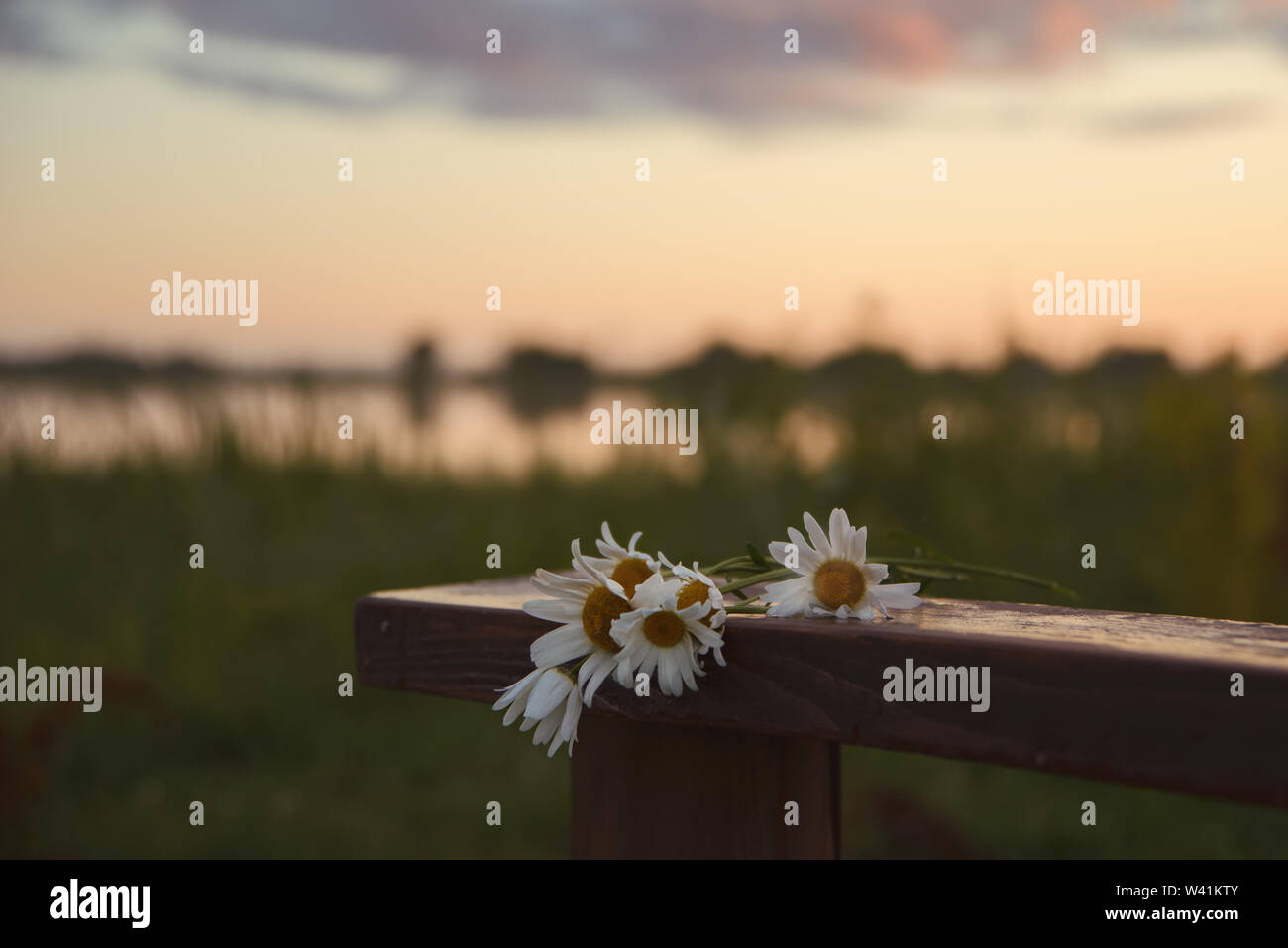 Daisy flowers on a wooden bench by the lake in sunset light. Soft focus ...