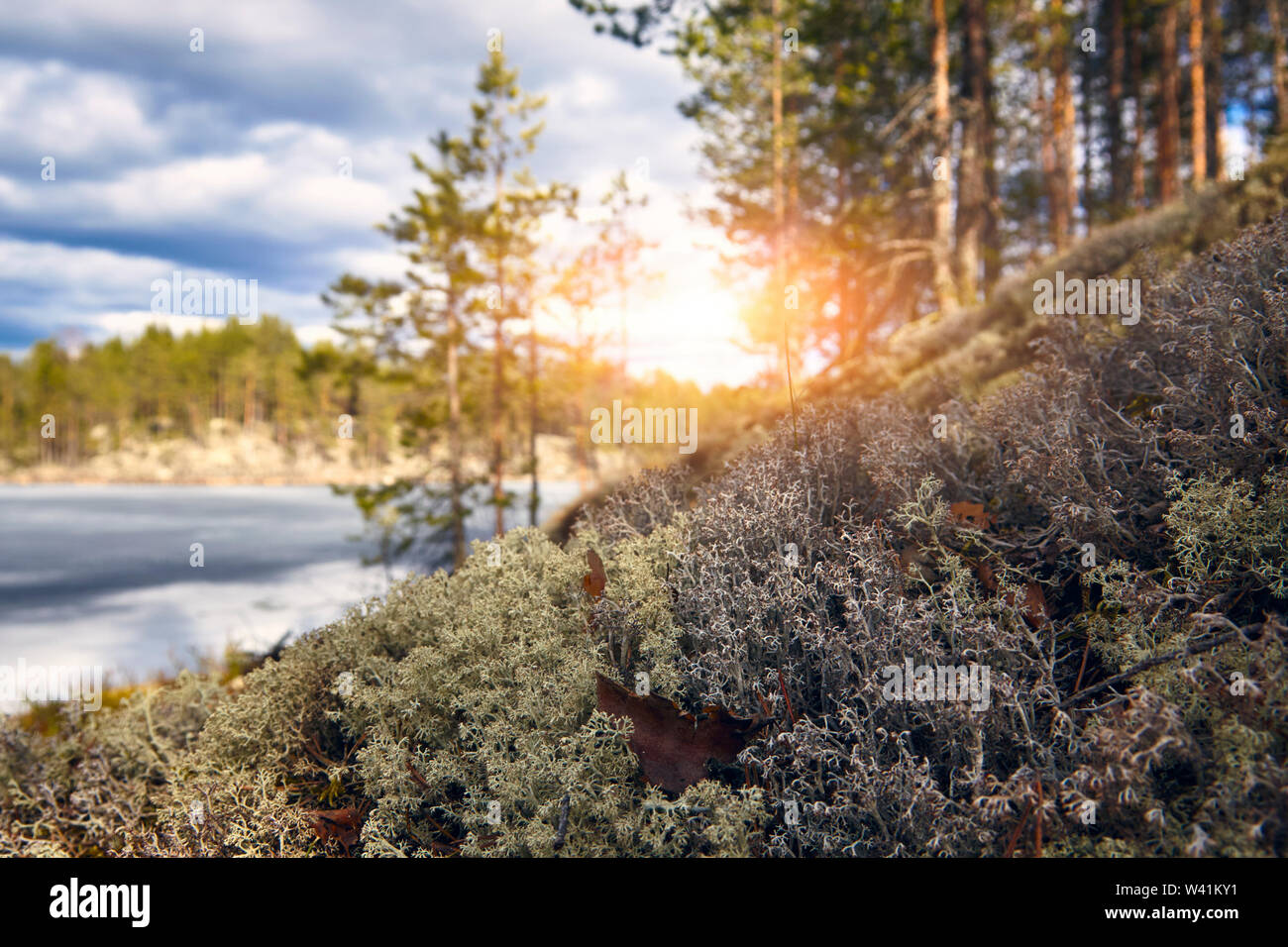 Northern moss close-up against the background of the forest of the lake ...
