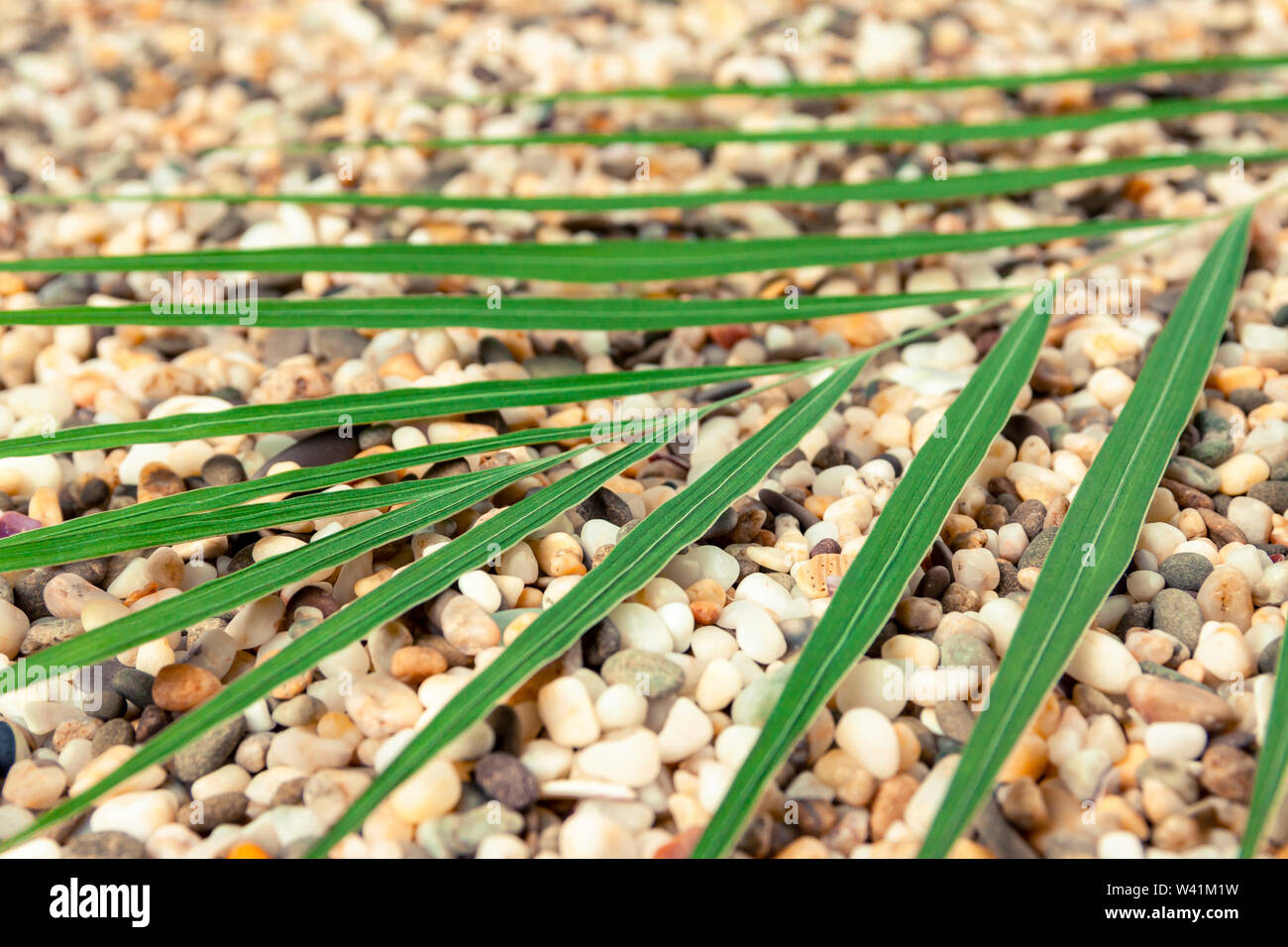 A small sprig of fern lies on a sandy beach under the summer sun Stock ...