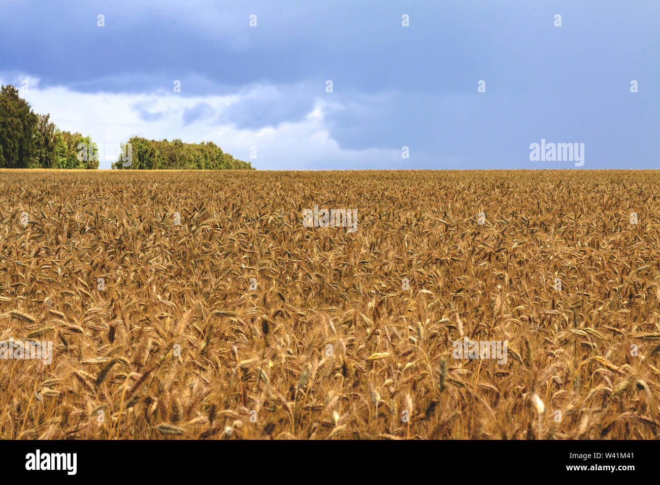 Panorama of rye field on the background of the forest and blue sky ...