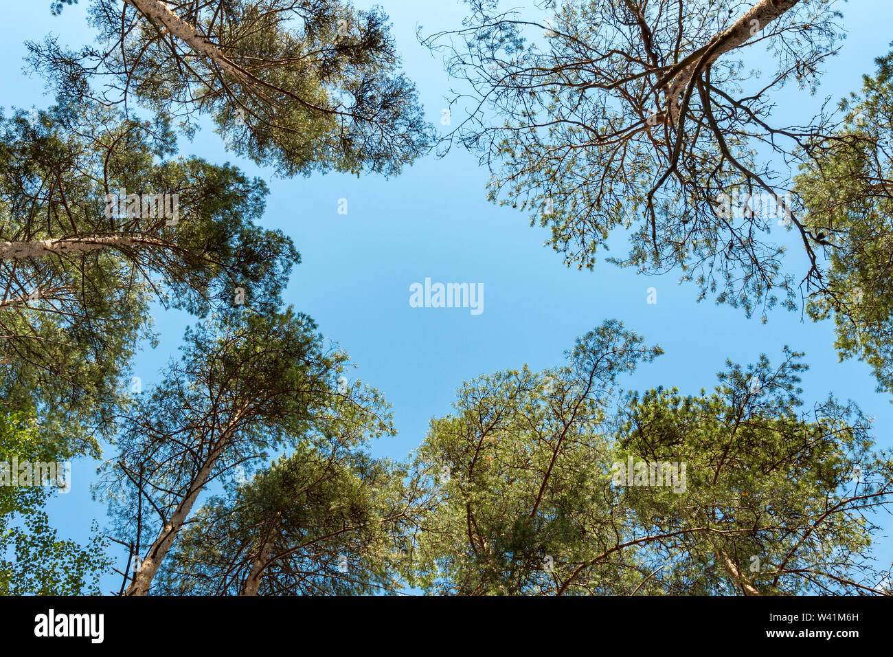 Crowns tall pine trees hi-res stock photography and images - Alamy