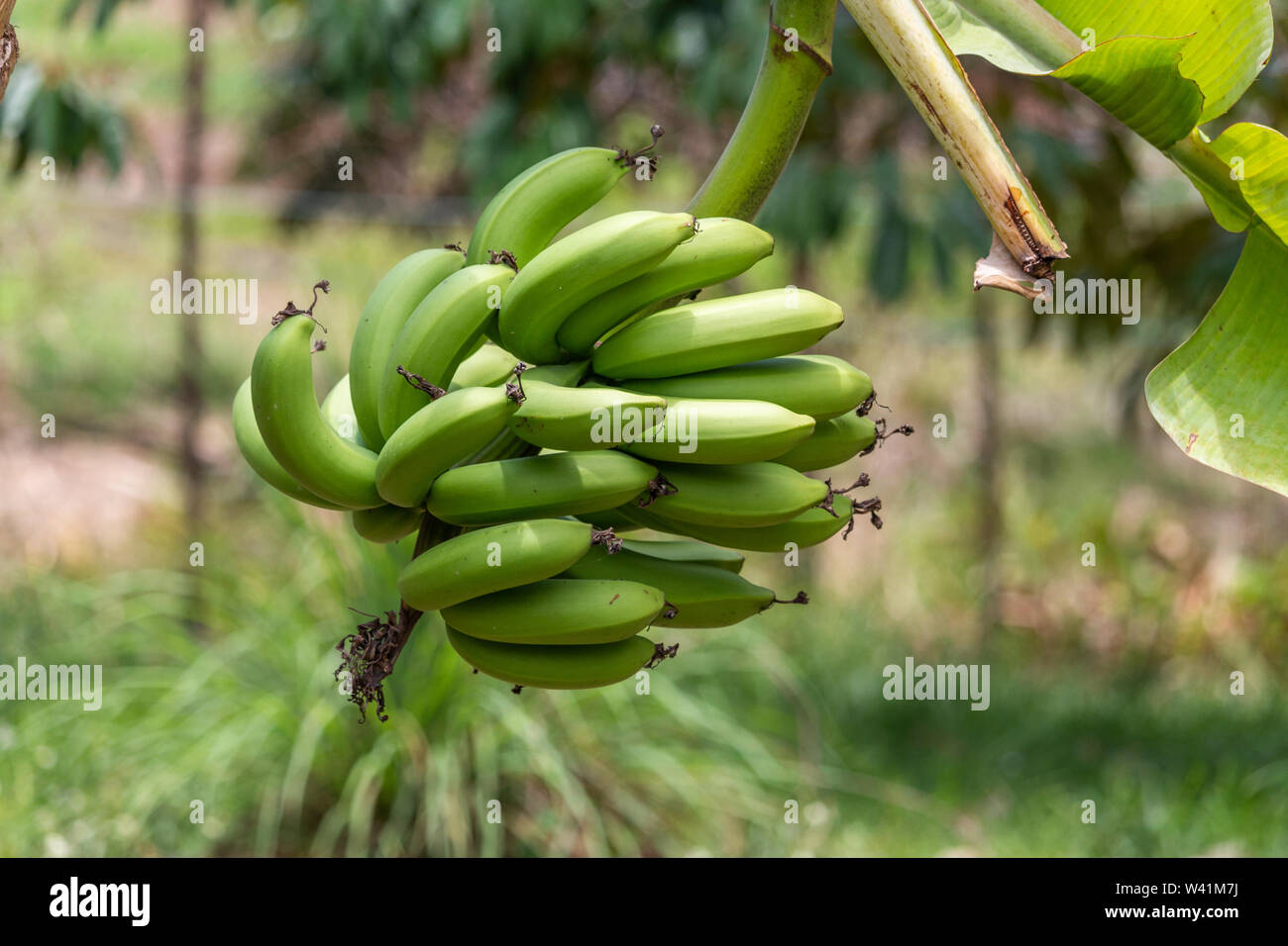 Banana plantation musa balbisiana hi-res stock photography and images ...