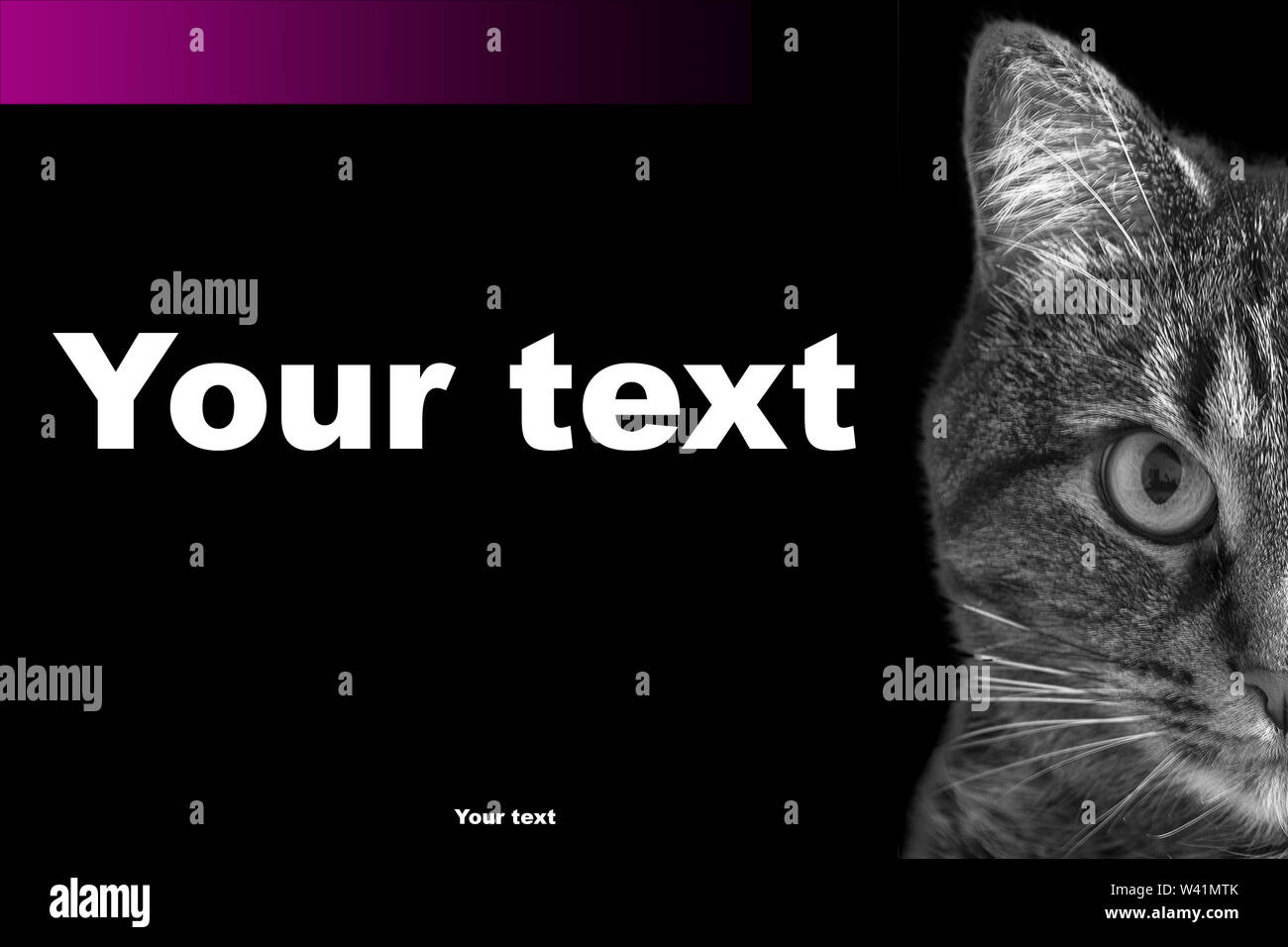 Template booklet advertising with photos of a cat on a dark background ...