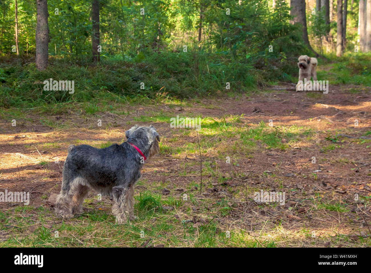 Two dogs met in hi-res stock photography and images - Alamy