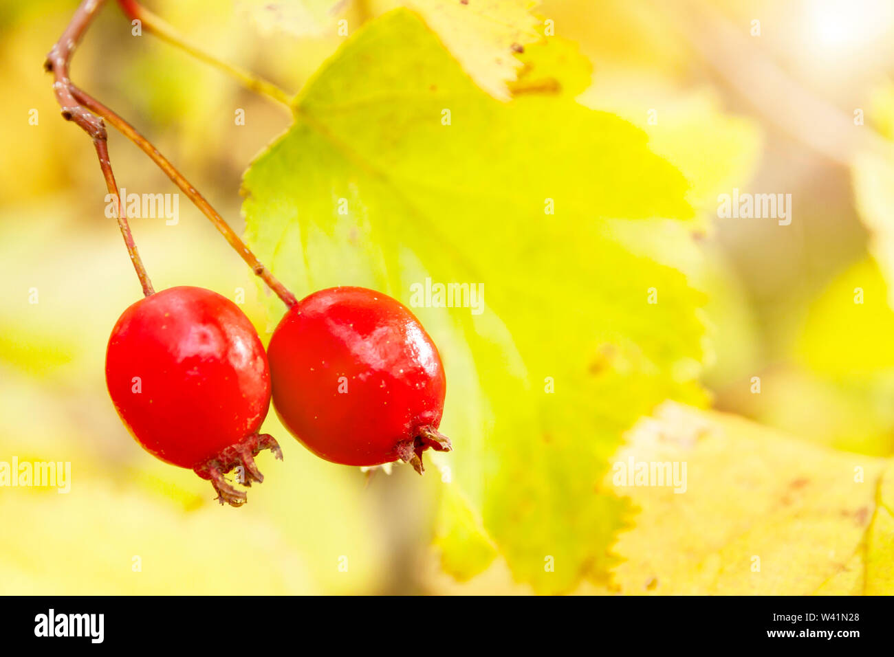 Hawthorn fruits in the fall in natural conditions Stock Photo - Alamy