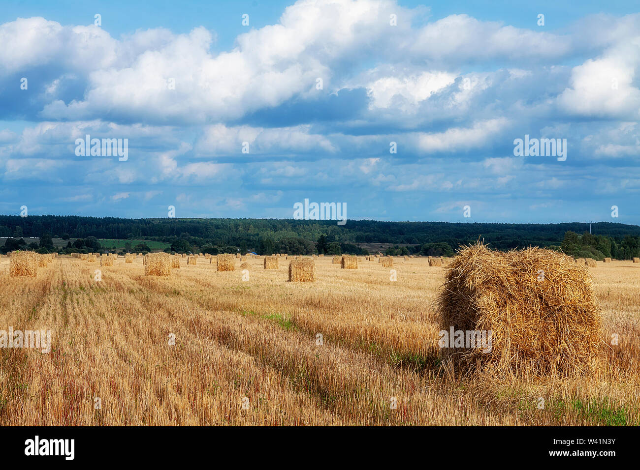 Rural landscapes. Rolls of haystacks on the field. Summer farm scenery ...