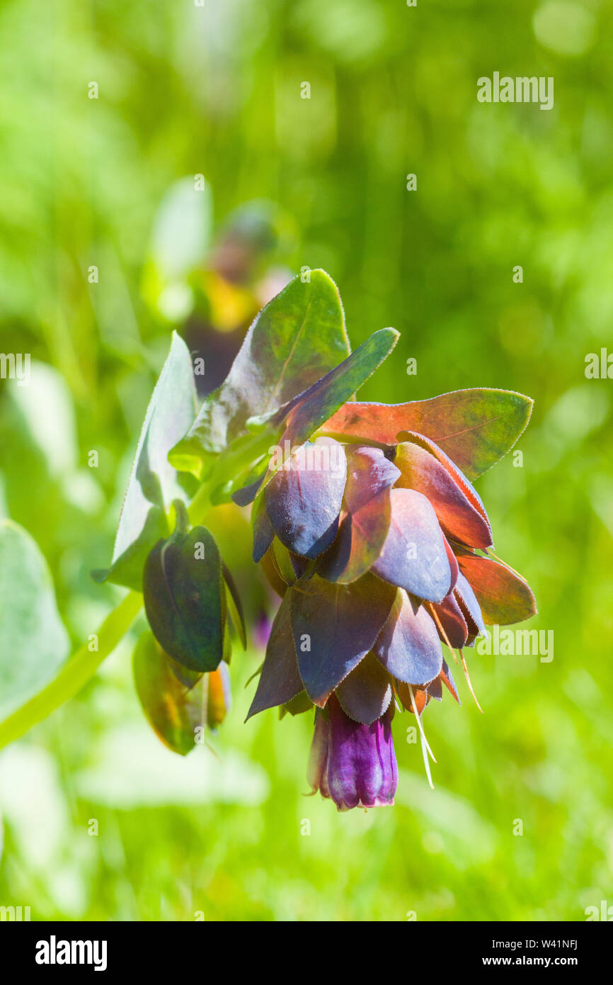 Cerinthe major purpurascens hi-res stock photography and images - Alamy