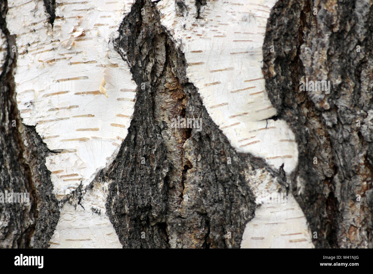 birch tree bark texture closeup Stock Photo - Alamy