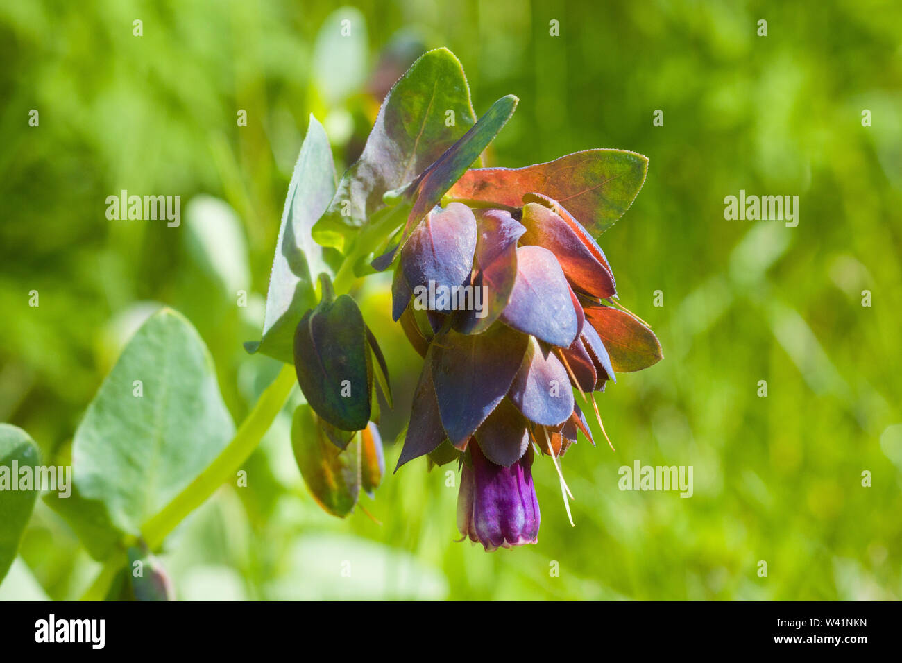 Flowers of Cerinthe major 'Purpurascens' Stock Photo - Alamy