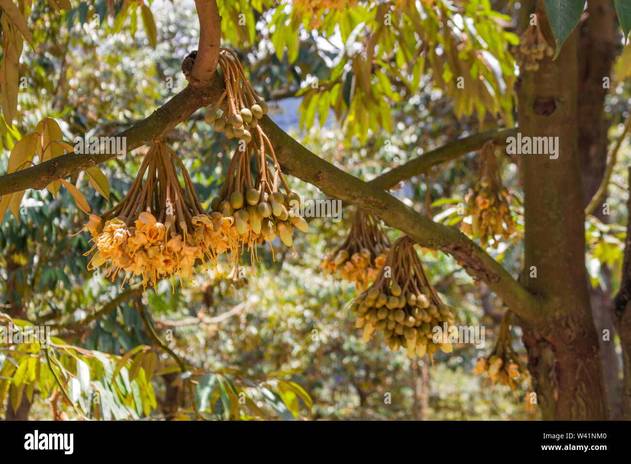 Small mango fruits starting to grow in a plantation in the jungle of ...
