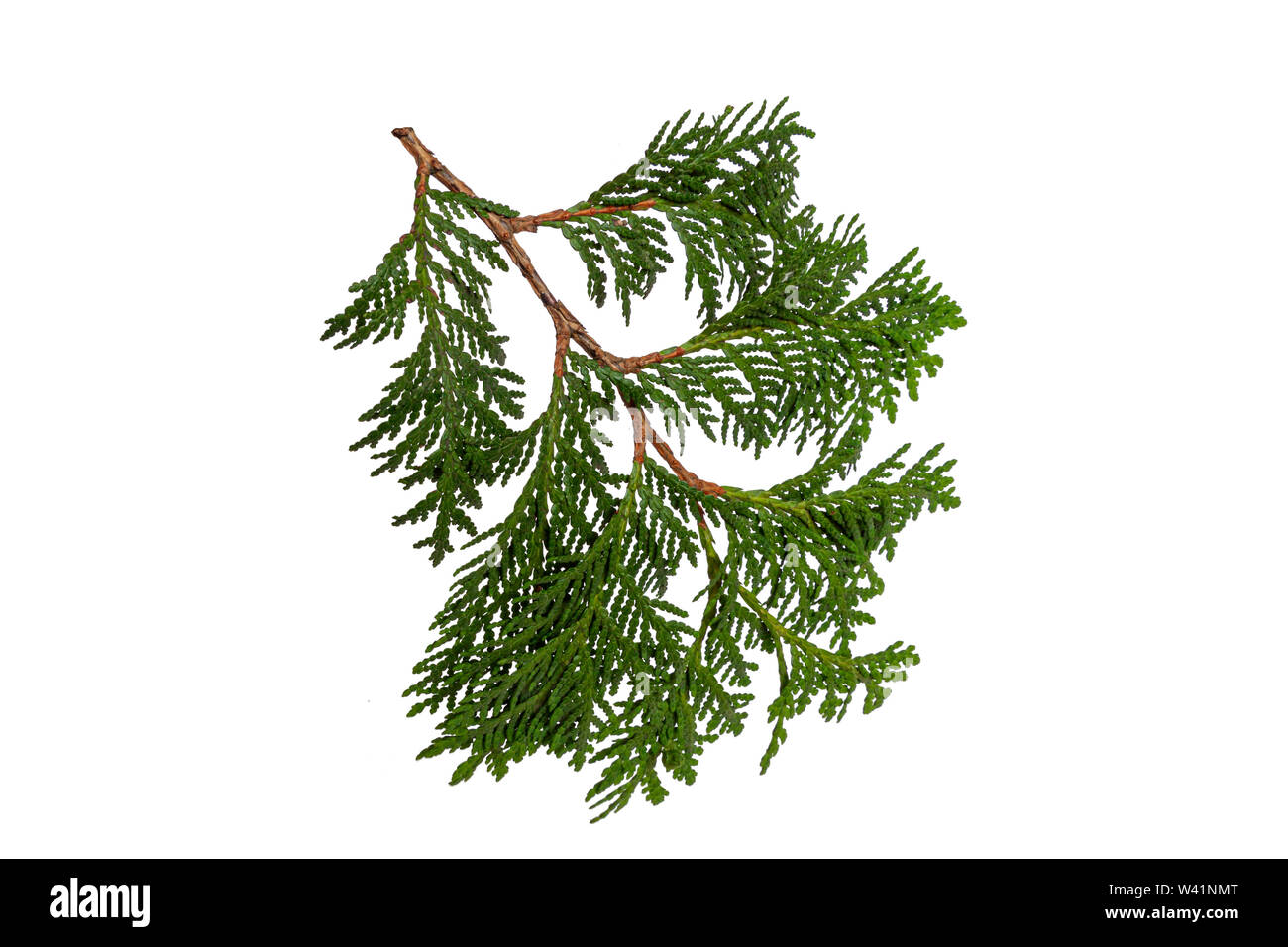 Thuja green twig cones hi-res stock photography and images - Alamy