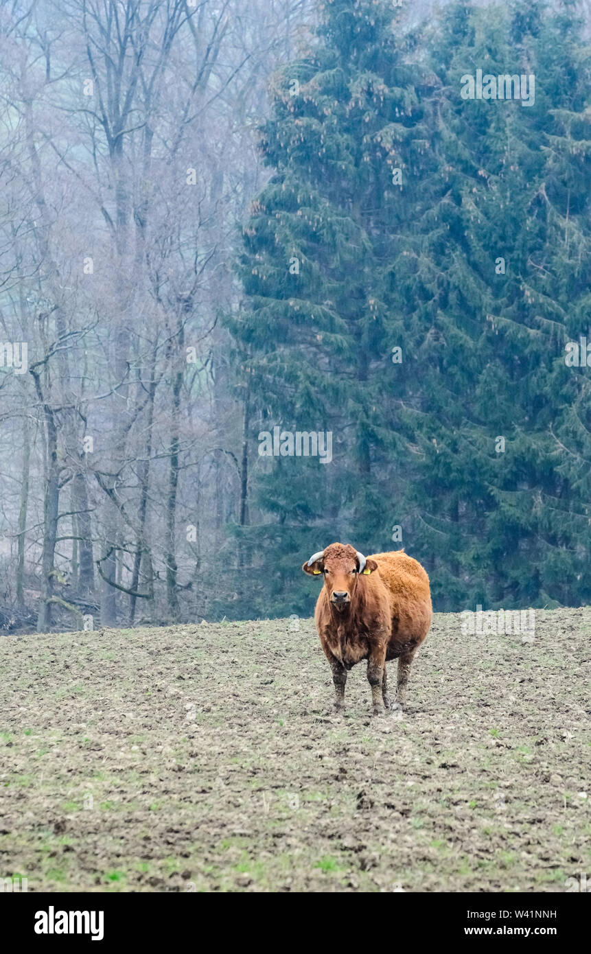 Bos taurus, Cattle on a pasture in the countryside in Bavaria, Germany ...