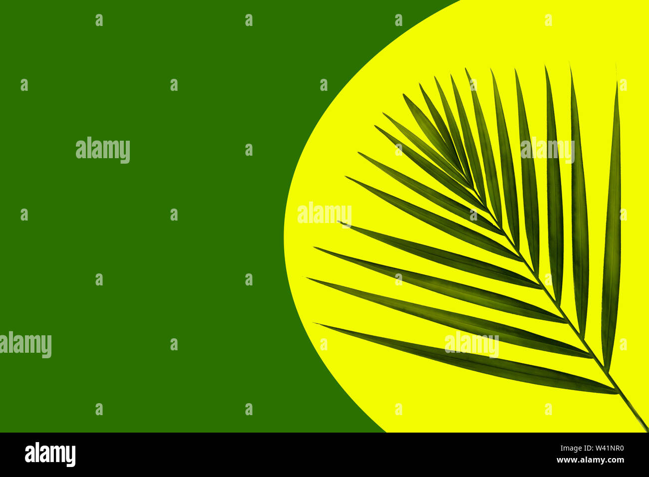 A sprig of the fern on a colored background Stock Photo - Alamy