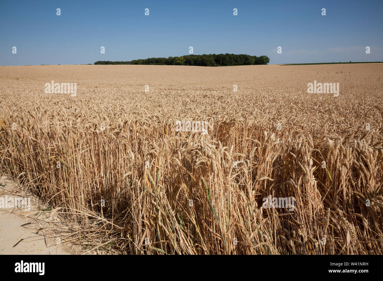 Combine harvesting wheat france hi-res stock photography and images - Alamy