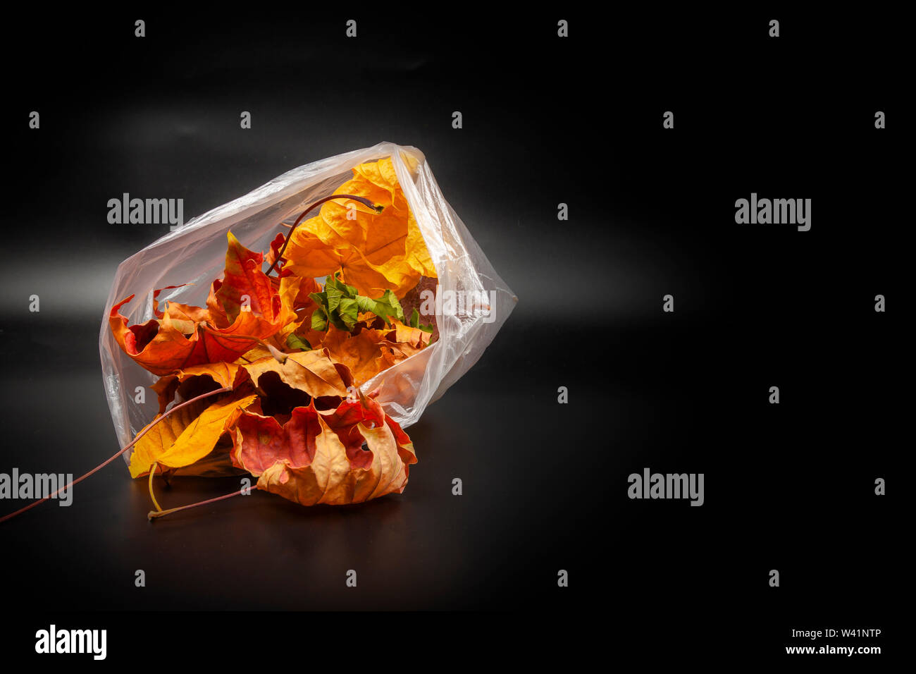 Autumn leaves in a plastic bag on a black background Stock Photo - Alamy