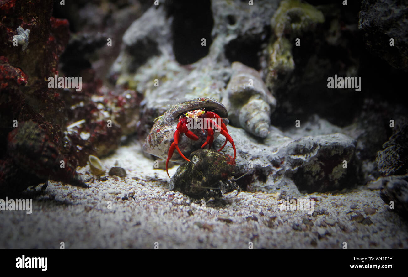Hermit crab red color in shell at bottom of sea Stock Photo - Alamy