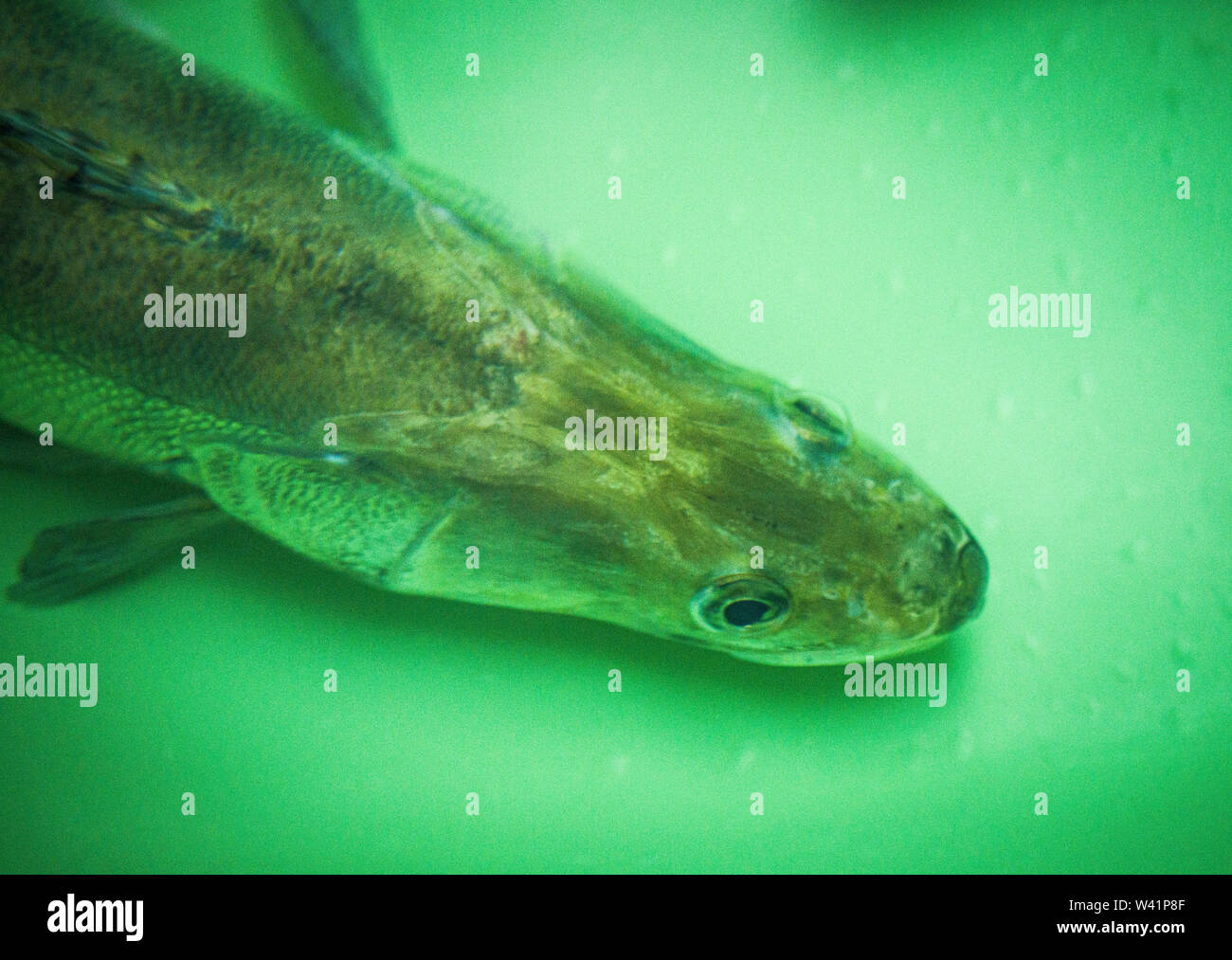 Trebur, Germany. 11th July, 2019. A large zander swims in a spawn-basin ...